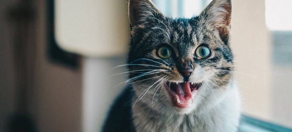 Why Do Cats Dribble? - Cutely.co.uk